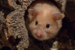 Hamster som kjæledyr: Alt om hold av gullhamster! - Dyreliv.no