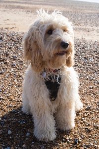 Raseprofil: Cockapoo - Dyreliv.no
